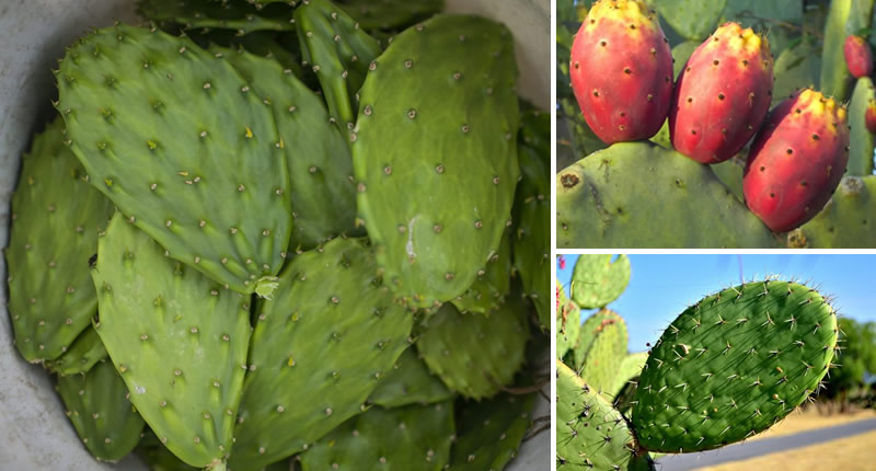 Nopal es el alimento del futuro – Lo que no Sabias