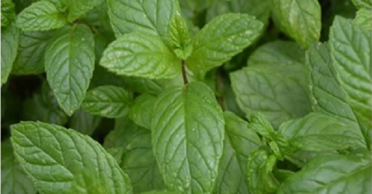 Hierbabuena con Romero: Te explicamos en qué consiste – Lo que no Sabias